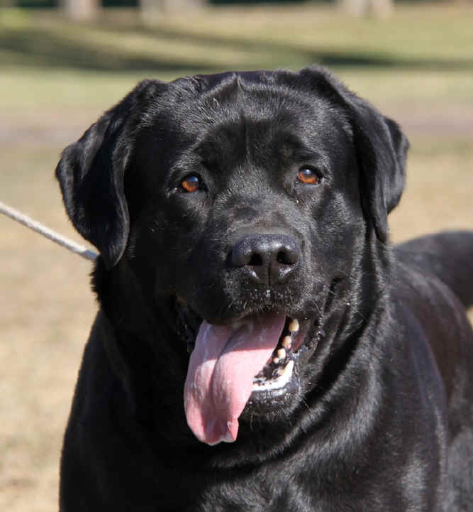 Labradores de la Salmantina (Criadero labrador retriever chocolate)